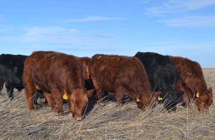 Young Red Angus | Red Angus Done Right!